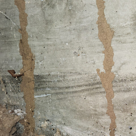 Termites | Chem-Tech Termite & Pest Control